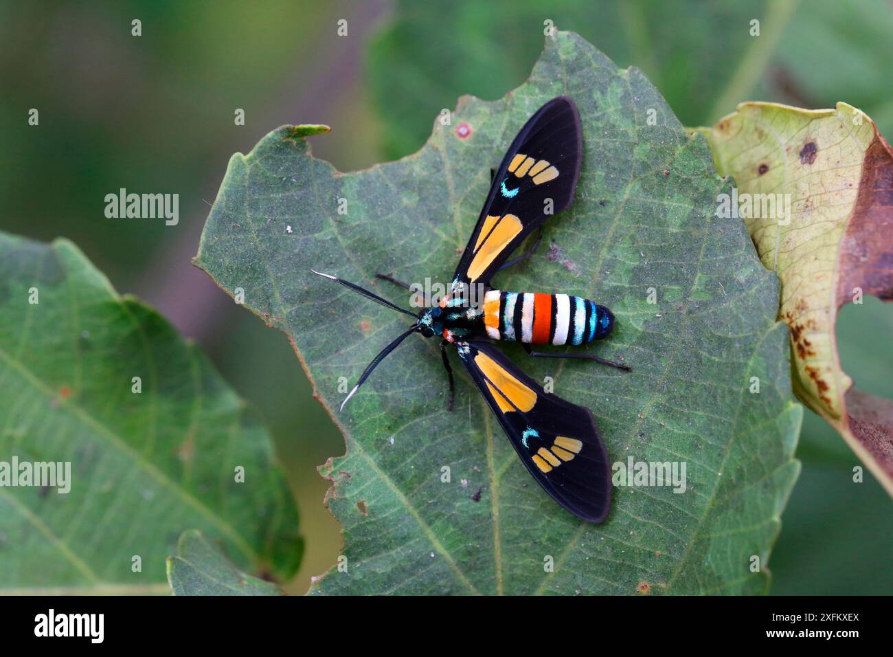 Splendorous hornet moth (Euchromia folletii). Gambia, Africa Stock ...