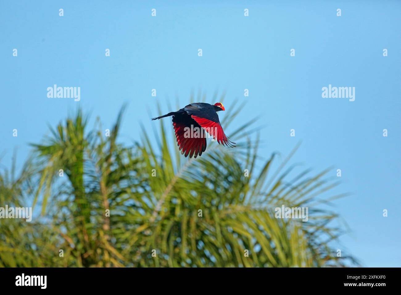 Violet turaco (Musophaga violacea) showing red flight feathers due to ...