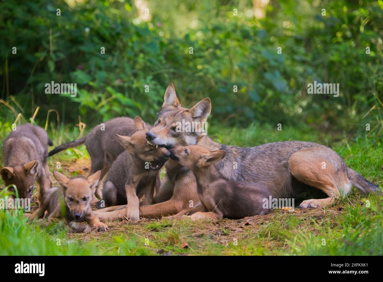 Grey wolf (Canis lupus) mother and two month old cubs, pups begging for ...