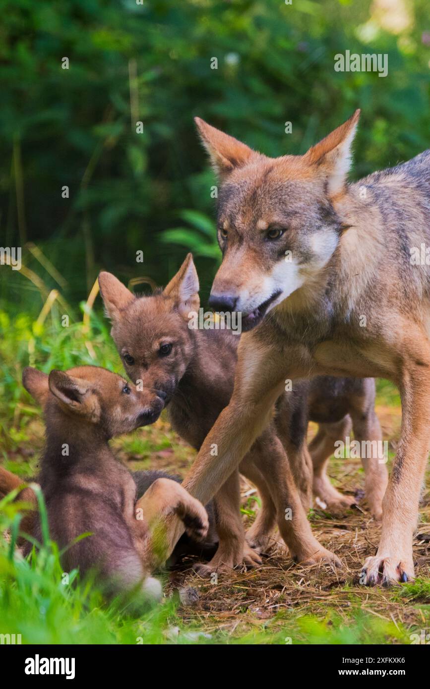 Wolf mother and babies hi-res stock photography and images - Alamy