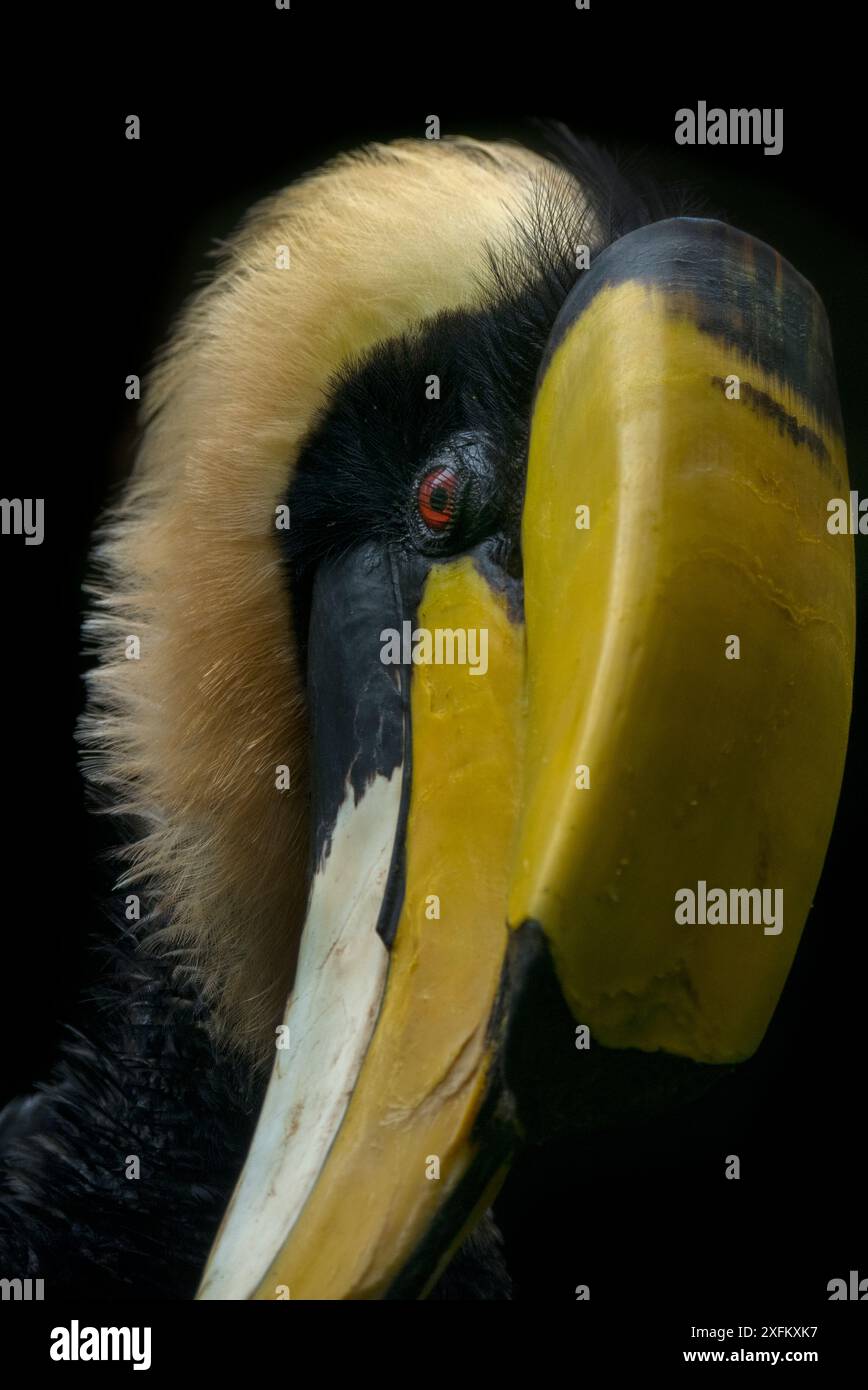 Great hornbill buceros bicornis hi-res stock photography and images - Alamy