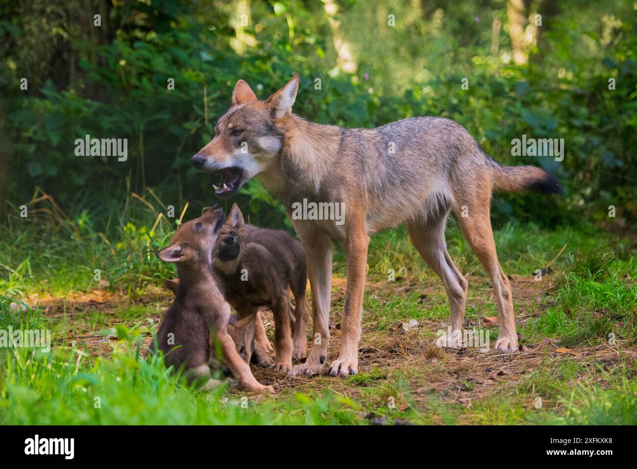 Grey wolf (Canis lupus) mother and two month cubs, captive Stock Photo ...