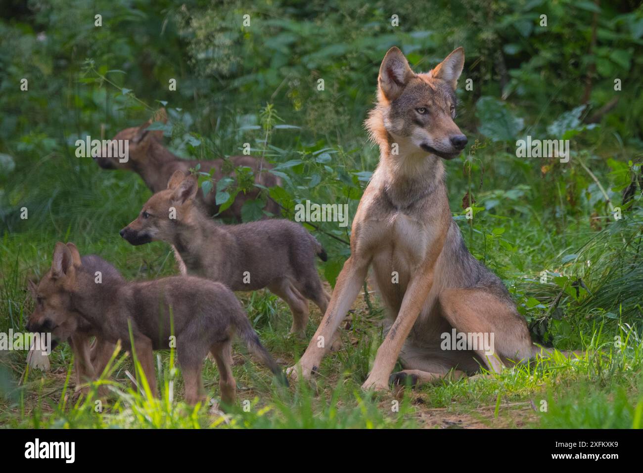 Grey wolf (Canis lupus) mother and two month old cubs, captive Stock ...