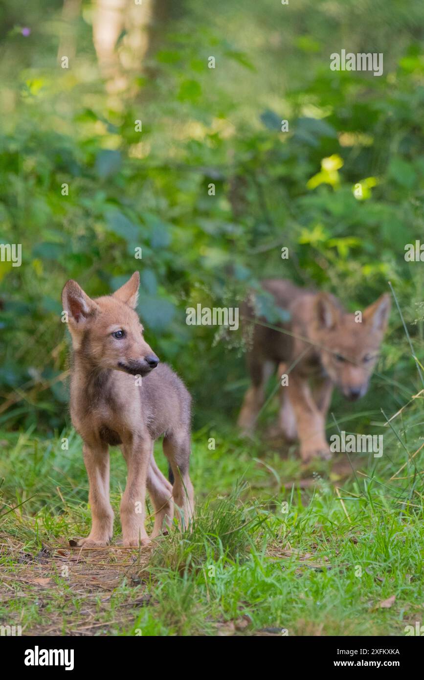 Grey wolf (Canis lupus) two month old cubs, captive Stock Photo - Alamy