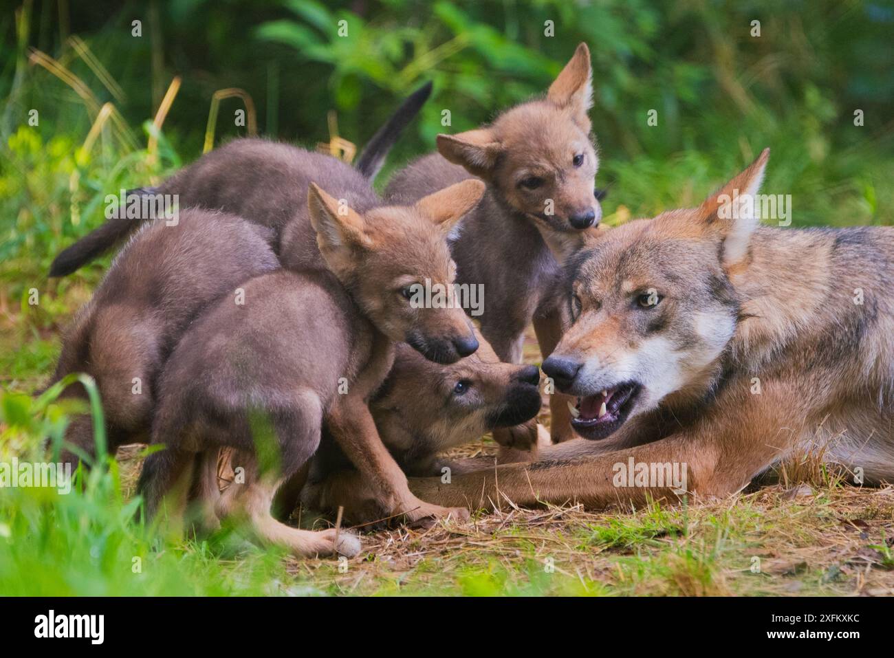 Wolf Cubs