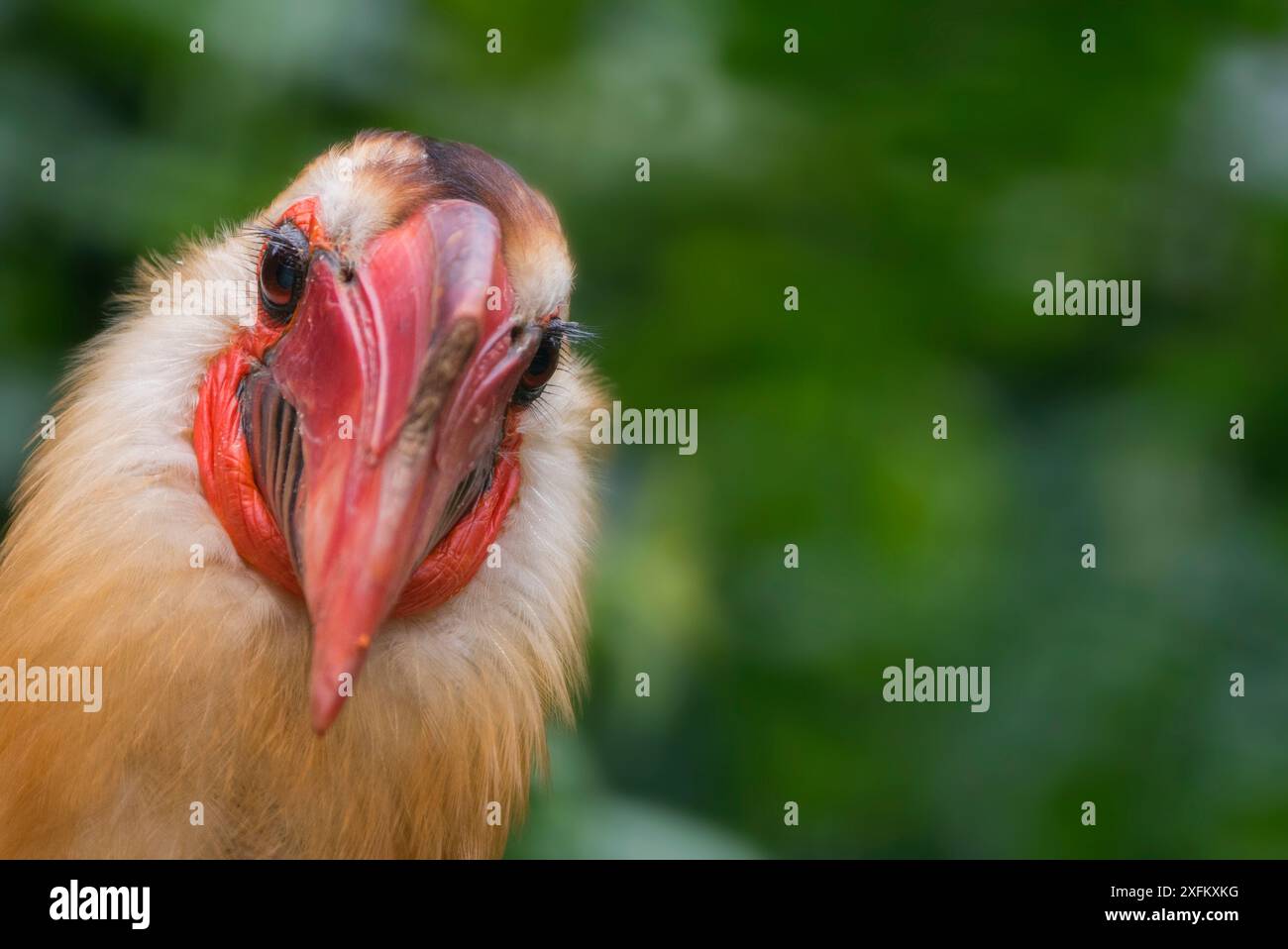 Writhed hornbill (Rhabdotorrhinus leucocephalus) near threatened ...