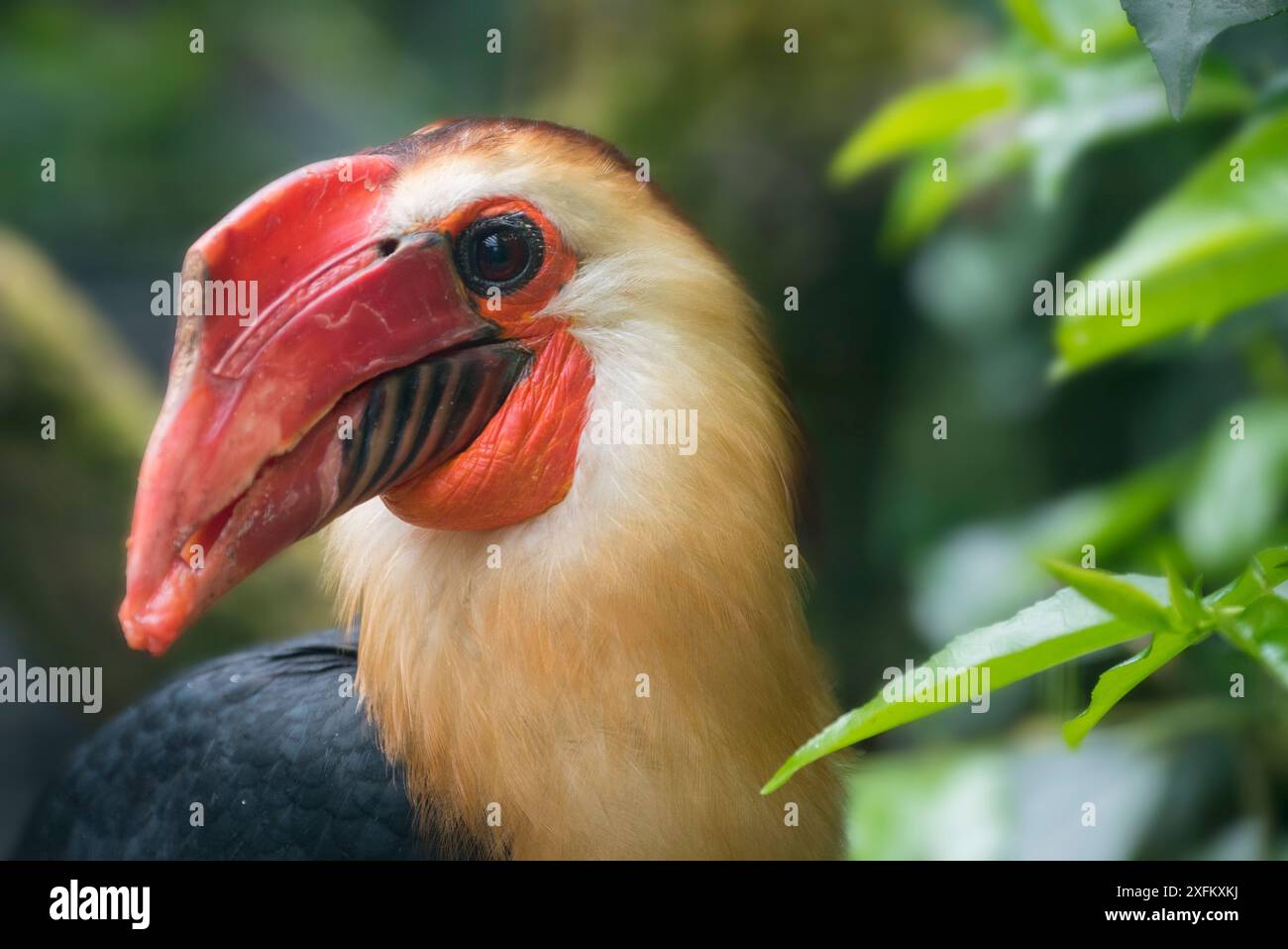 Writhed hornbill (Rhabdotorrhinus leucocephalus) near threatened ...