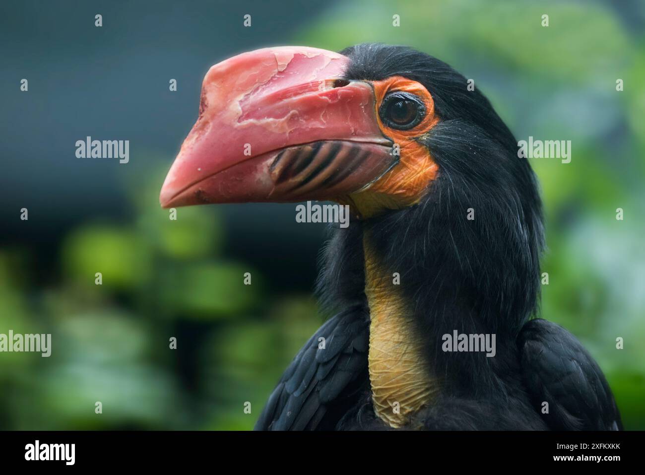 Writhed hornbill (Rhabdotorrhinus leucocephalus) near threatened ...