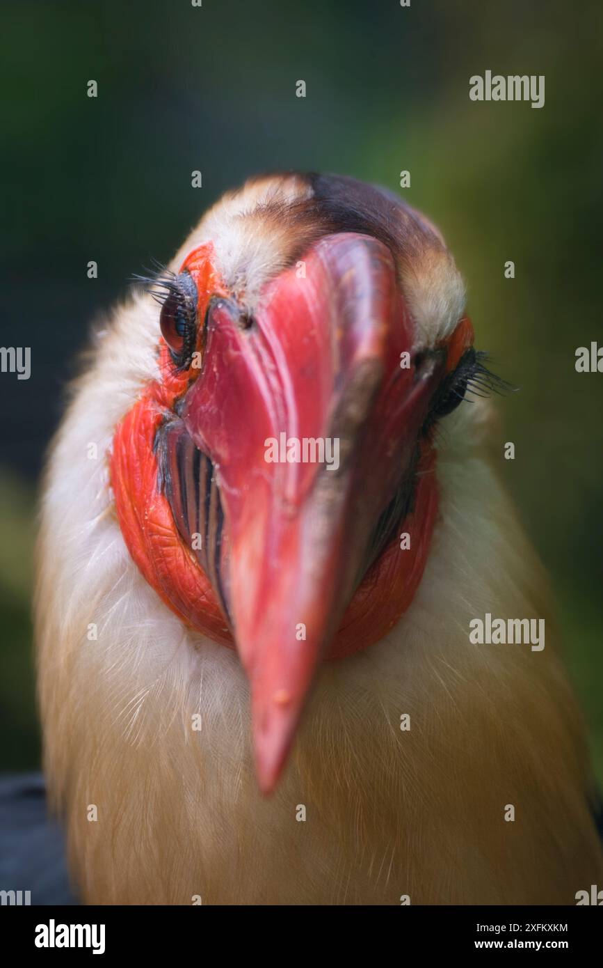 Writhed hornbill (Rhabdotorrhinus leucocephalus) near threatened ...