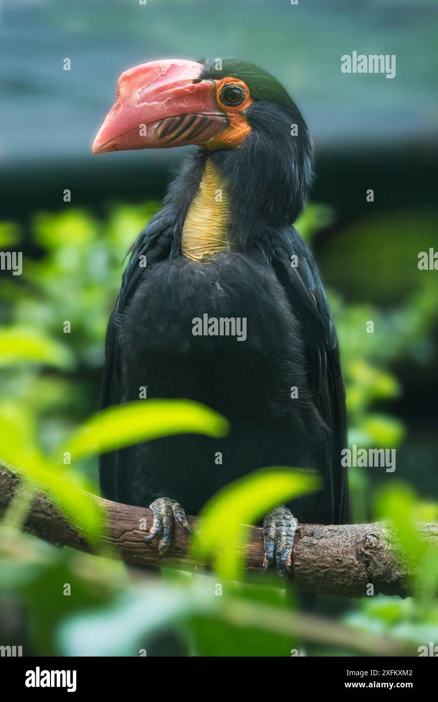 Writhed hornbill (Rhabdotorrhinus leucocephalus) near threatened ...