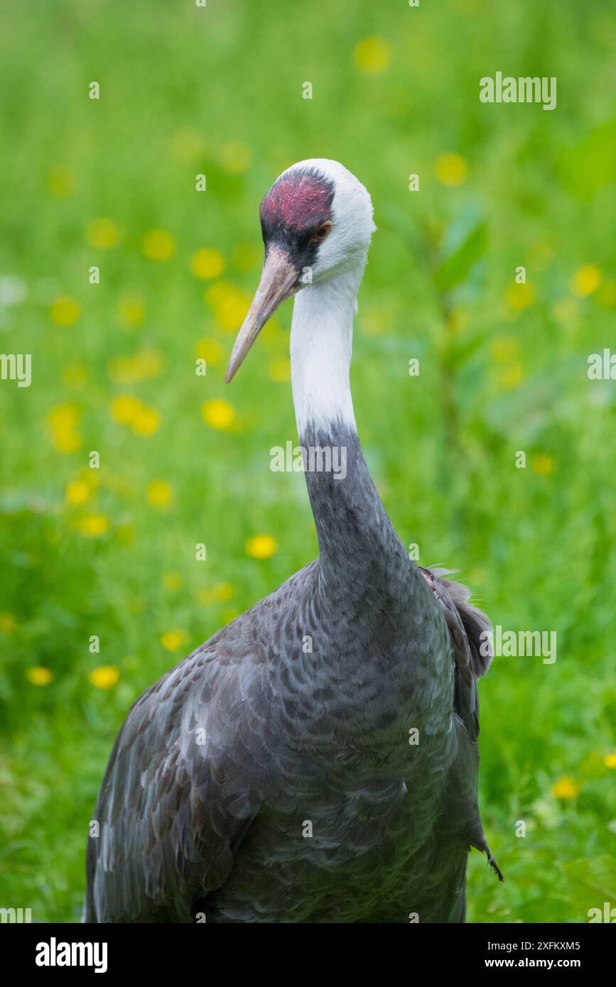Hooded crane (Grus monacha) captive Stock Photo - Alamy