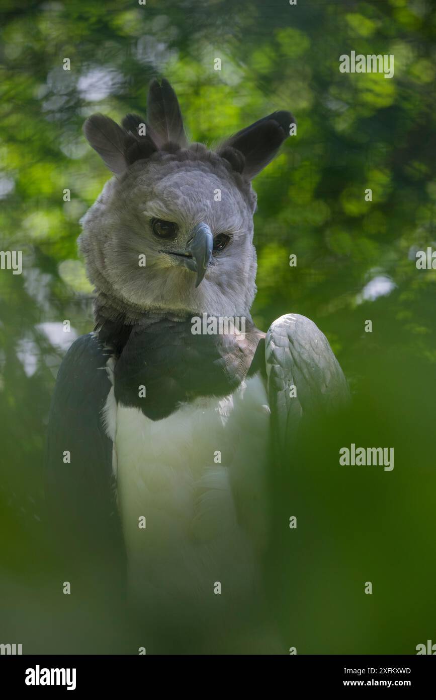 Harpy eagle (Harpia harpyja) captive Stock Photo - Alamy