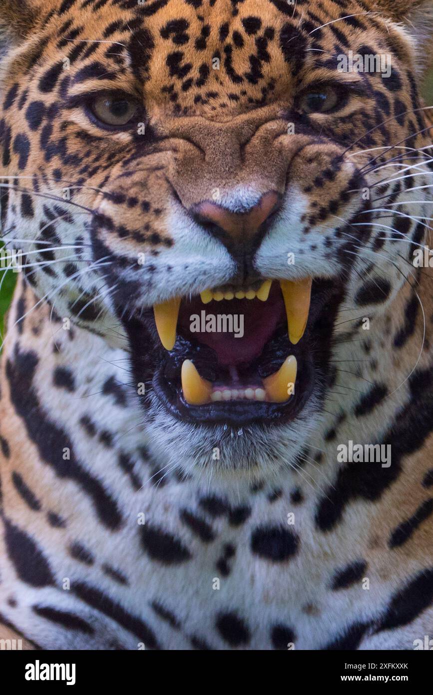Jaguar (Panthera onca) female snarling, native to Southern and Central ...