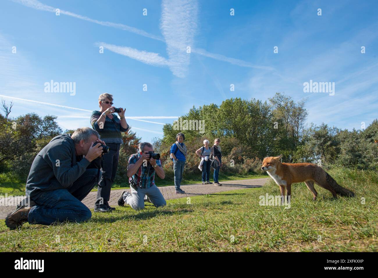 Red fox (Vulpes vulpes) tame individual with group of photographers, Netherlands Stock Photo - Alamy