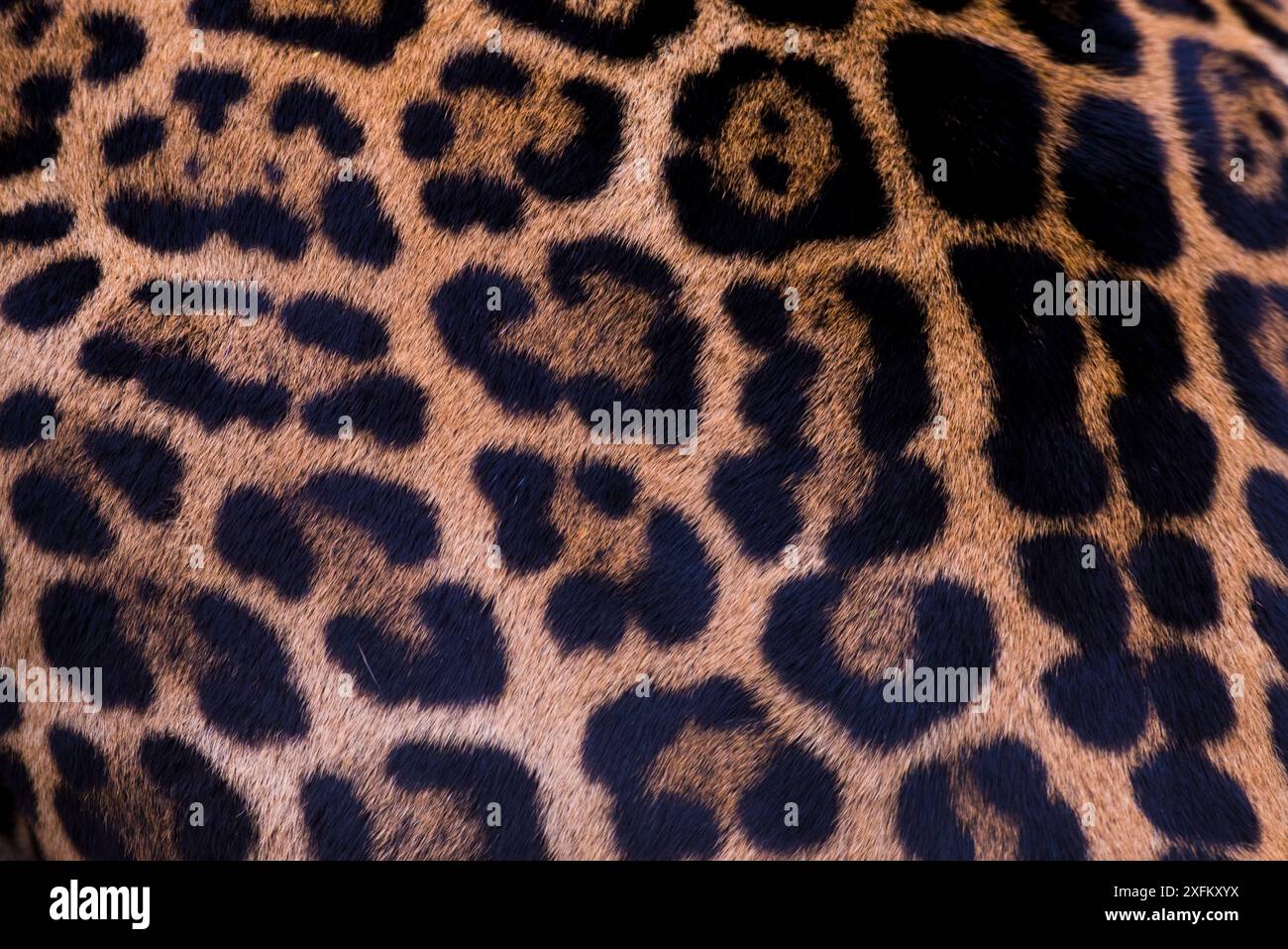 Jaguar (Panthera onca) fur pattern of female adult, native to Southern ...