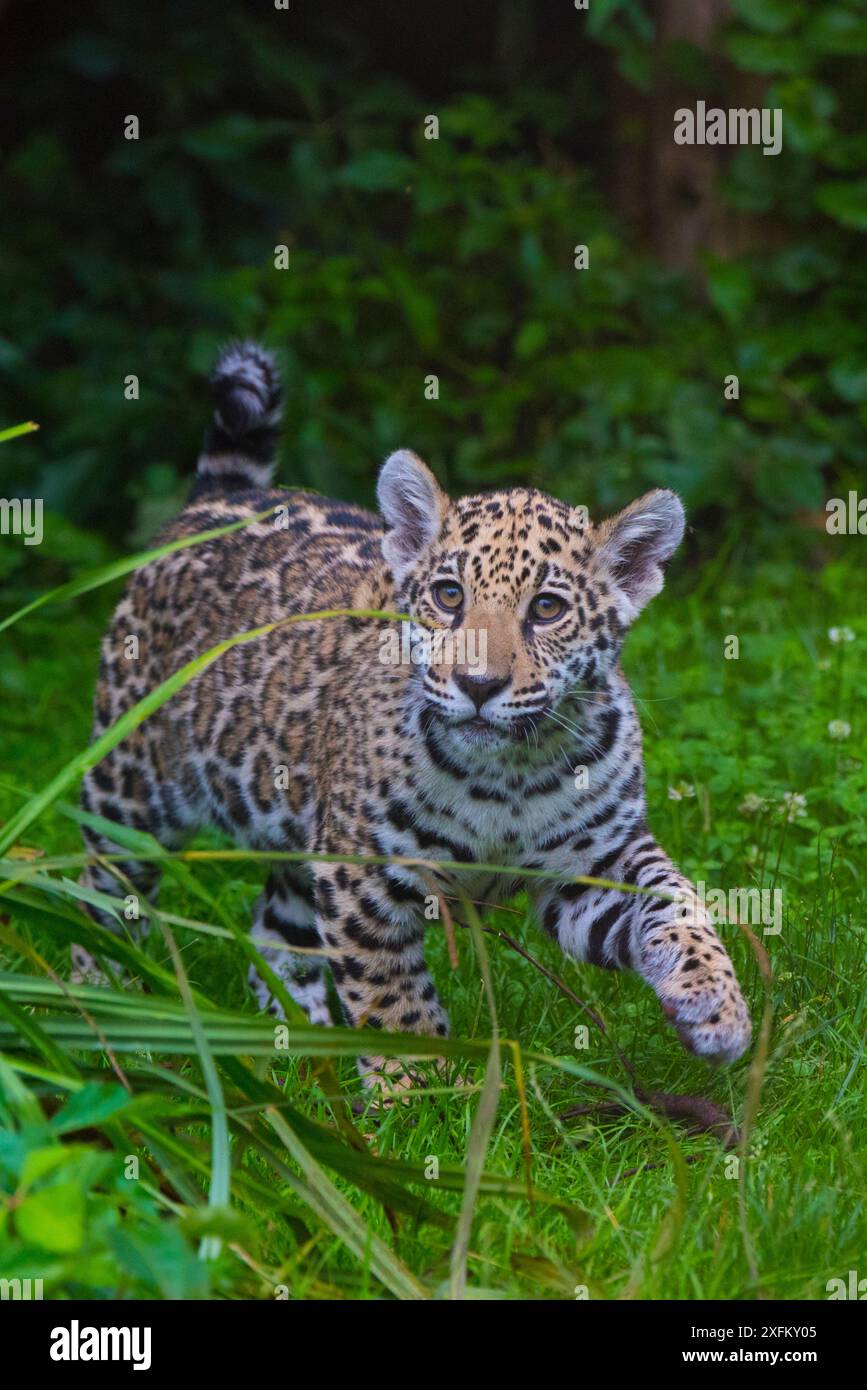 Jaguar (Panthera onca) four month old cub portrait, native to Southern ...