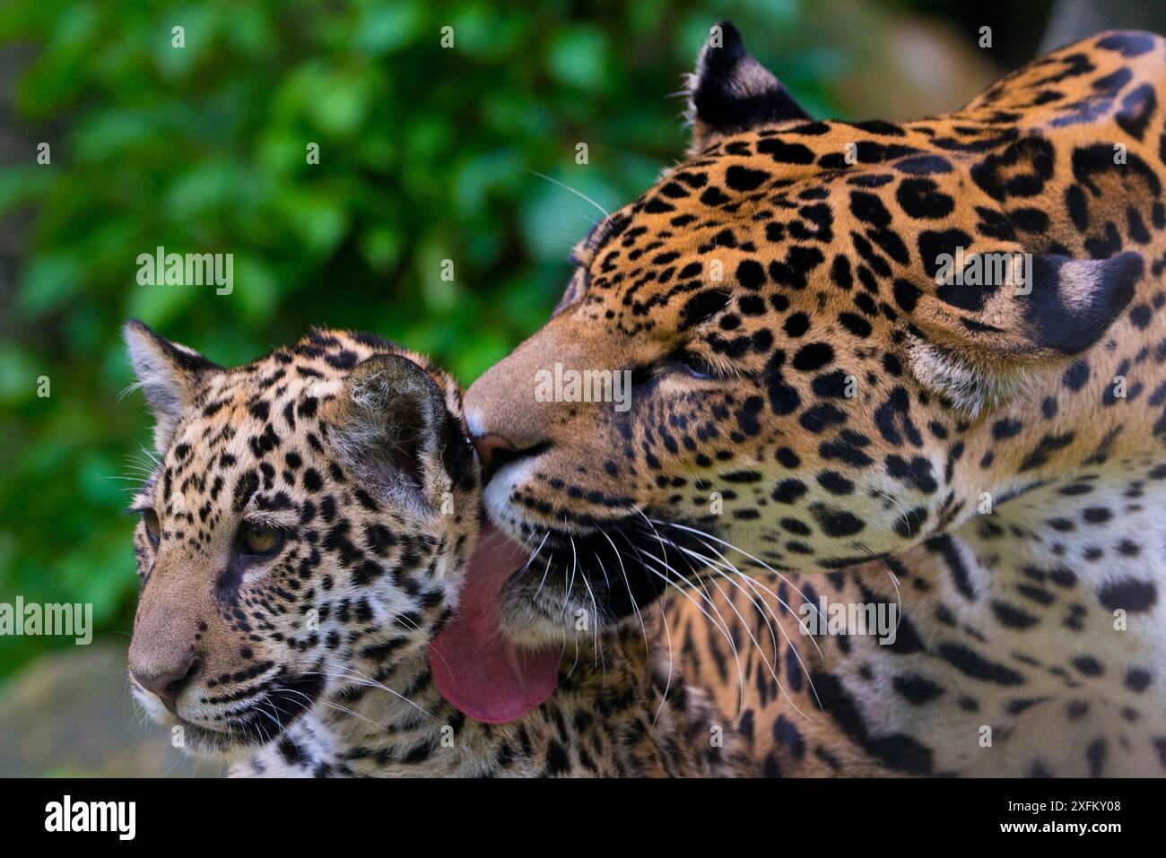 Jaguar (Panthera onca) mother grooming four month old cub, native to ...