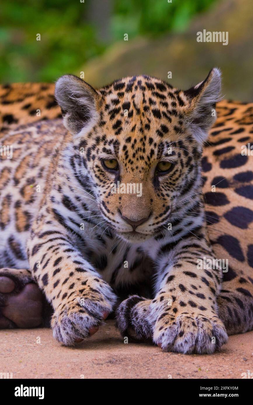 Jaguar (Panthera onca) four month old cub resting, native to Southern ...