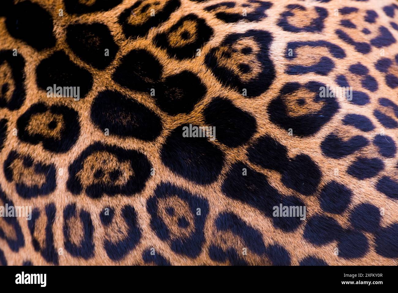 Jaguar (Panthera onca) fur pattern of female adult, native to Southern ...