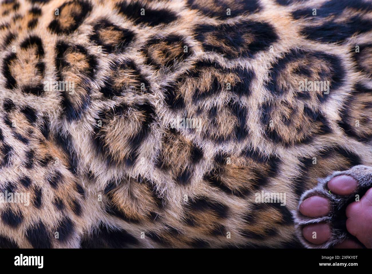 Jaguar (Panthera onca) fur pattern of female adult, native to Southern ...