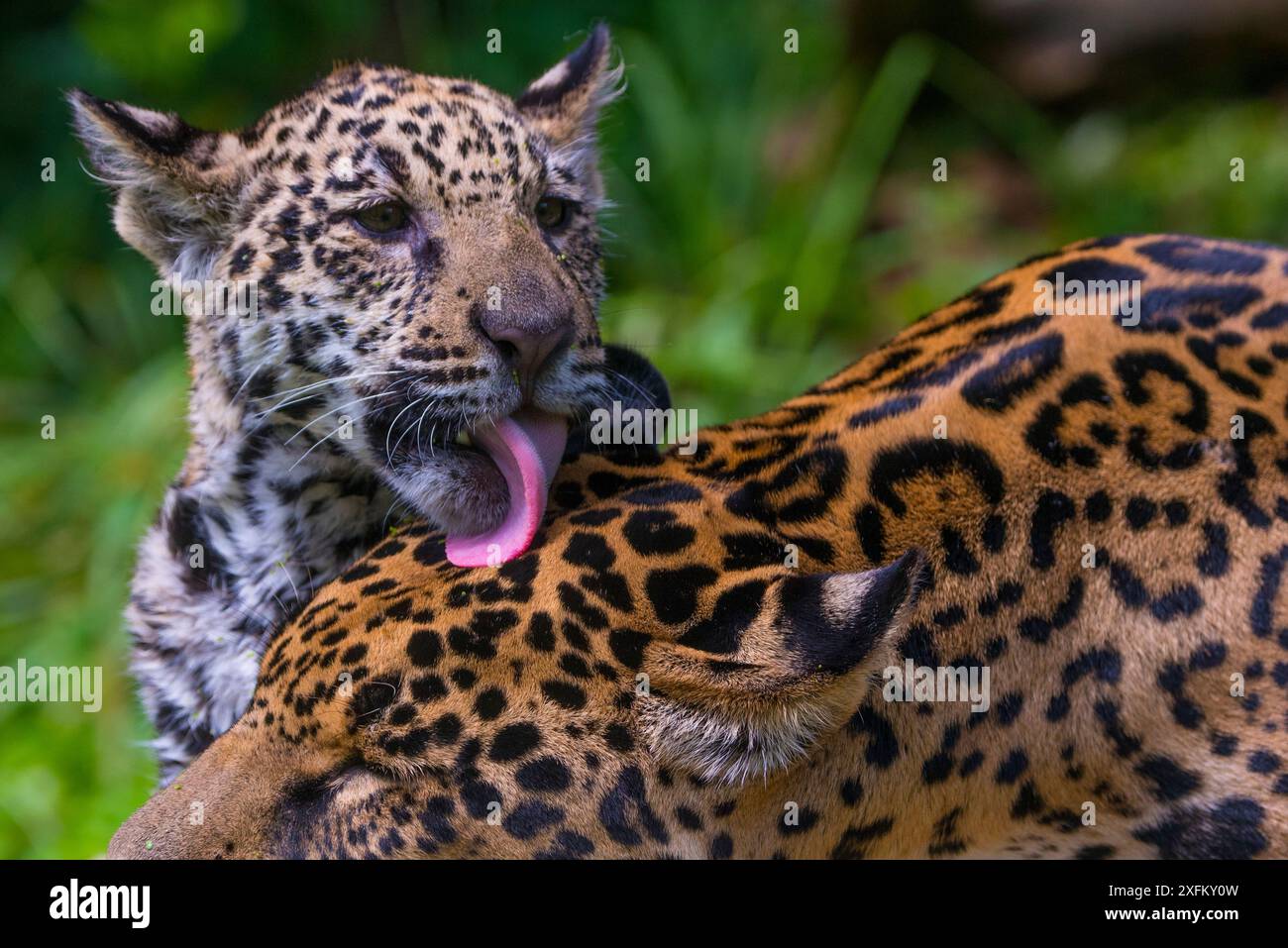 Jaguar (Panthera onca) four month cub grooming its mother, native to ...