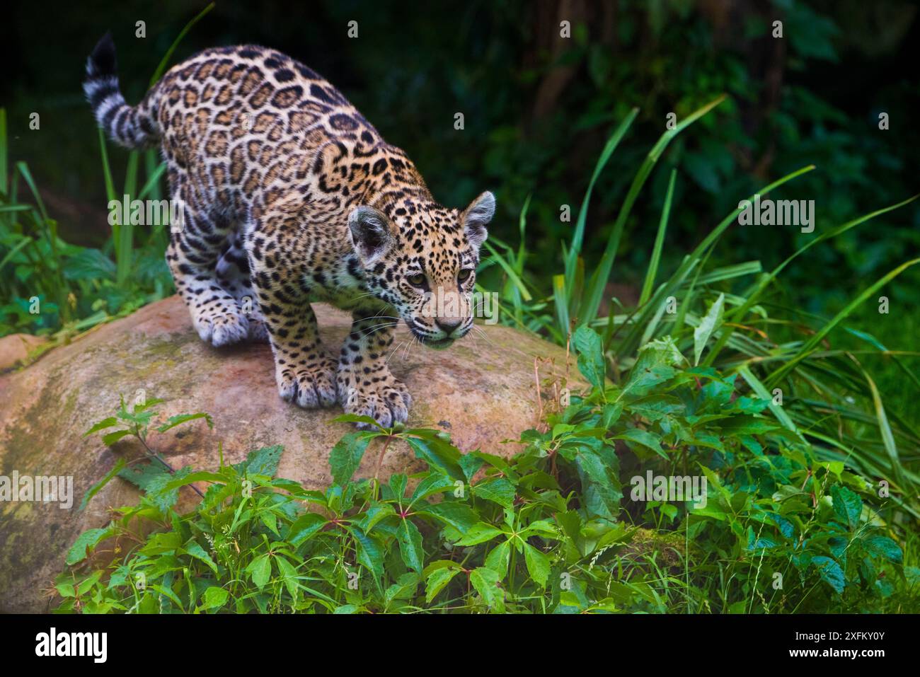 Jaguar (Panthera onca) four month old cub at play, native to Southern ...