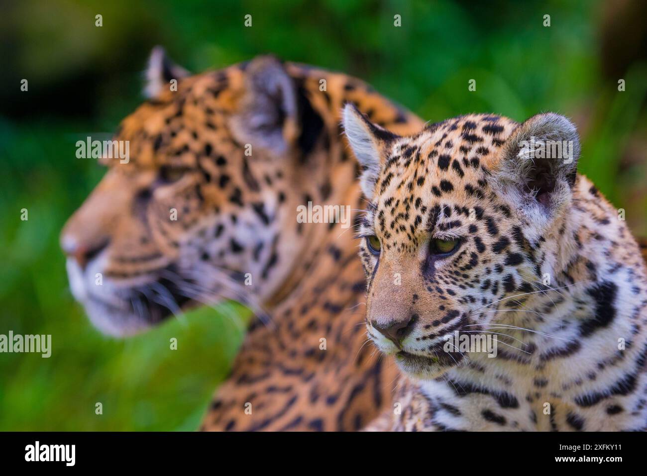 Jaguar (Panthera onca) mother with four month old cub, native to ...