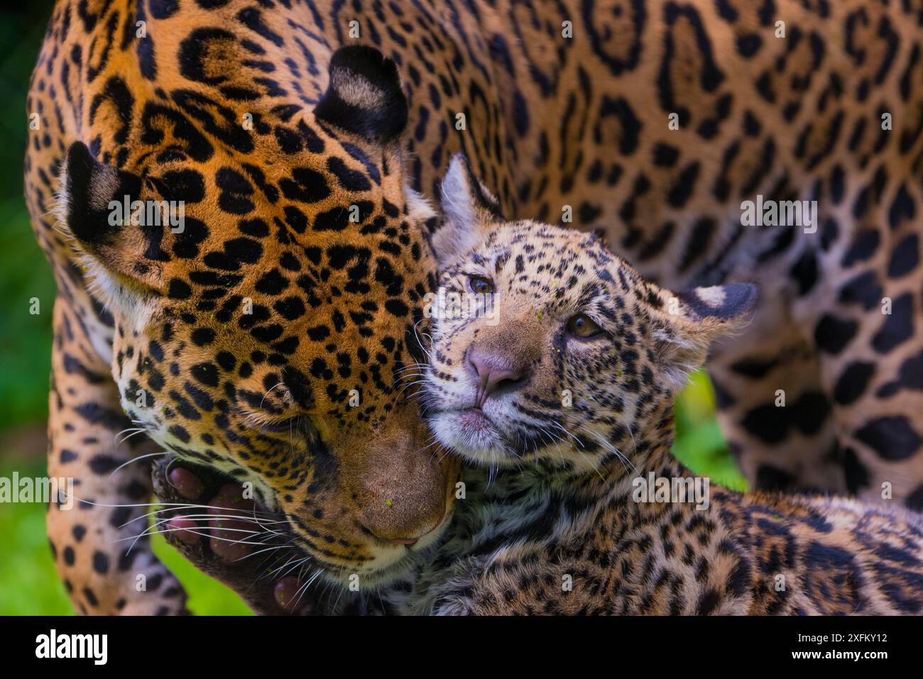 Jaguar (Panthera onca) mother grooming with four month old cub, native ...