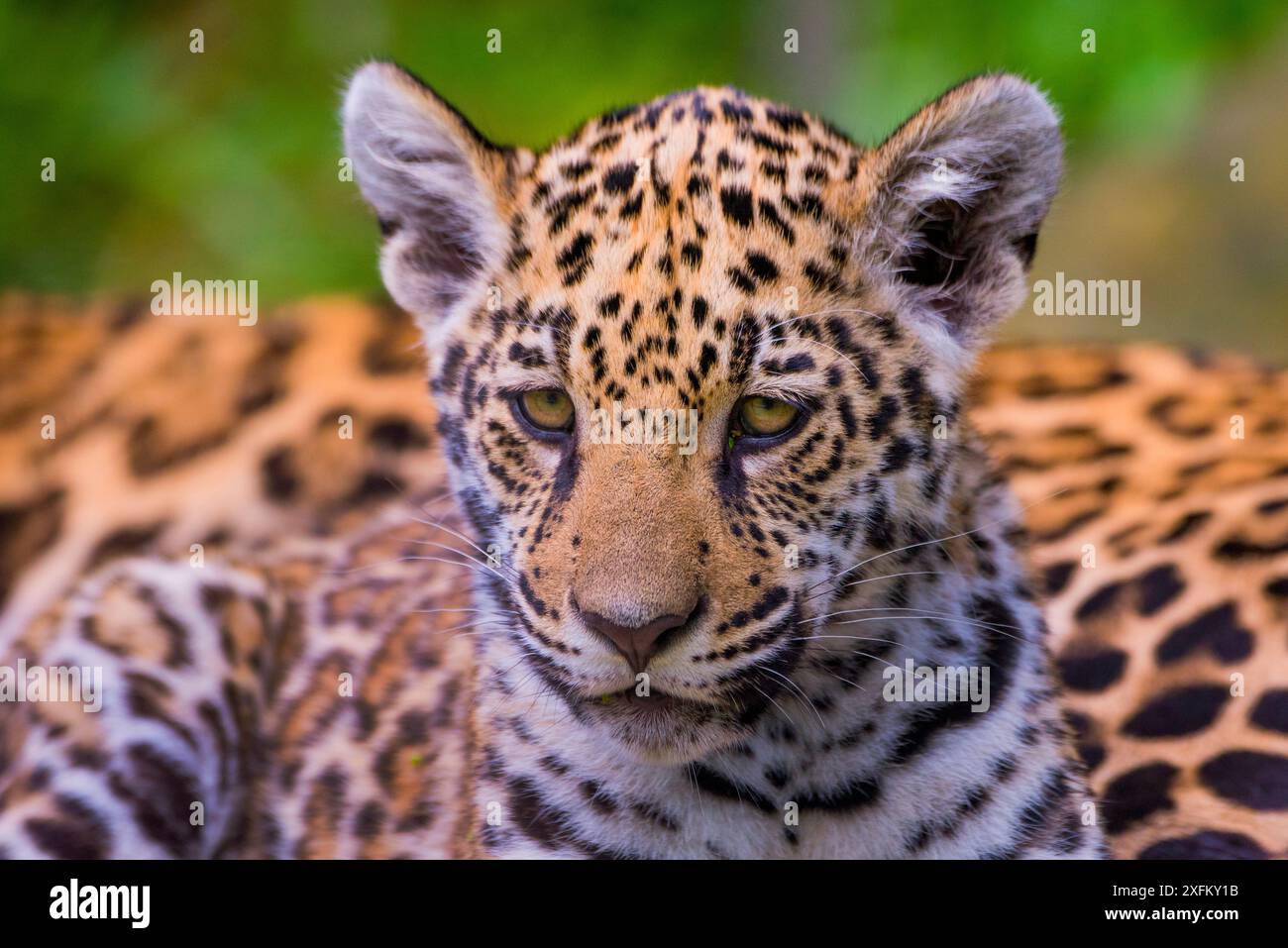 Jaguar (Panthera onca) four month old cub resting, native to Southern ...
