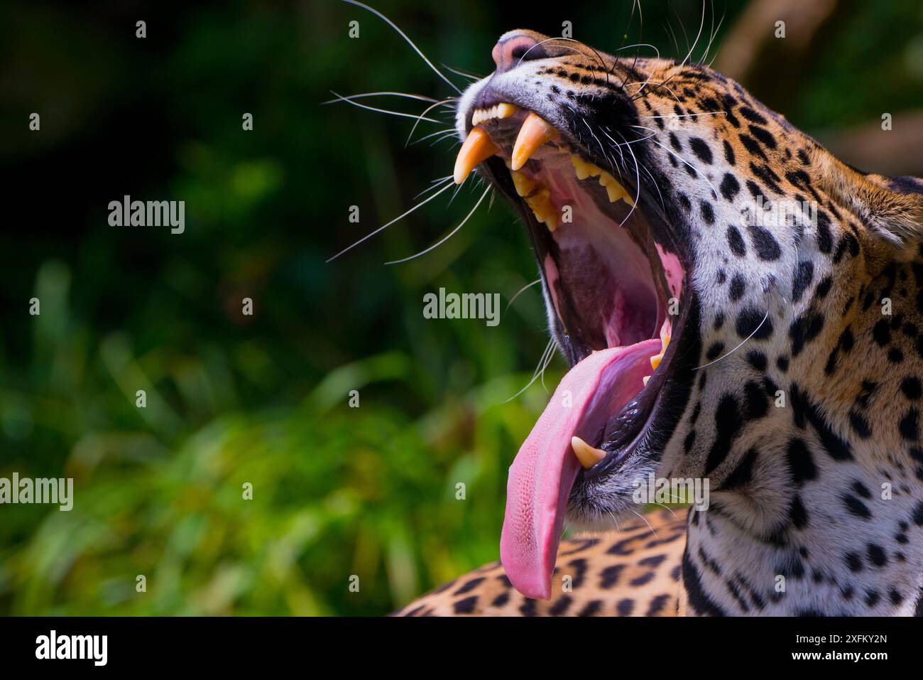 Jaguar (Panthera onca) female yawning, native to Southern and Central ...