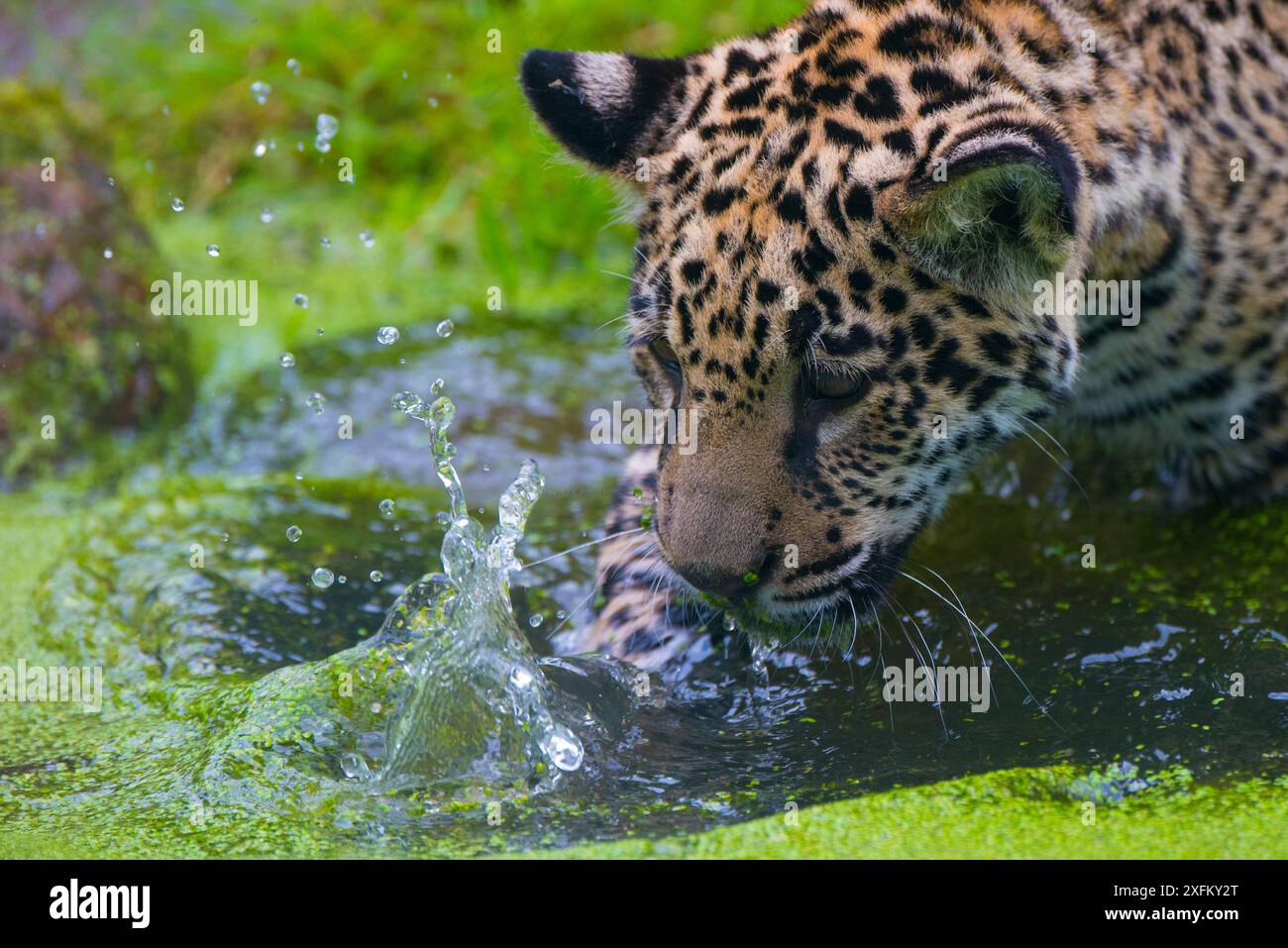 Jaguar (Panthera onca) four month old cub washing, native to Southern ...