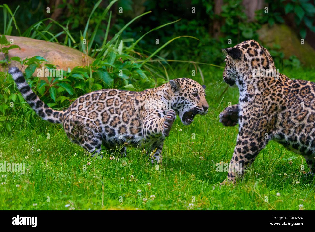 Jaguar (Panthera onca) male and female four month old cubs playing ...