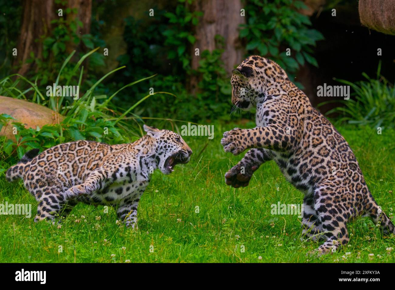 Jaguar Panthera Onca Male And Female Four Month Old Cubs Playing