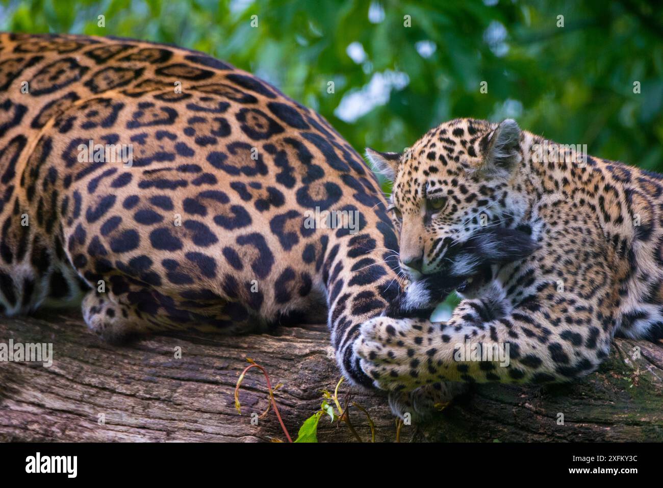 Jaguar (Panthera onca) four month old cub playing with mother's tail ...