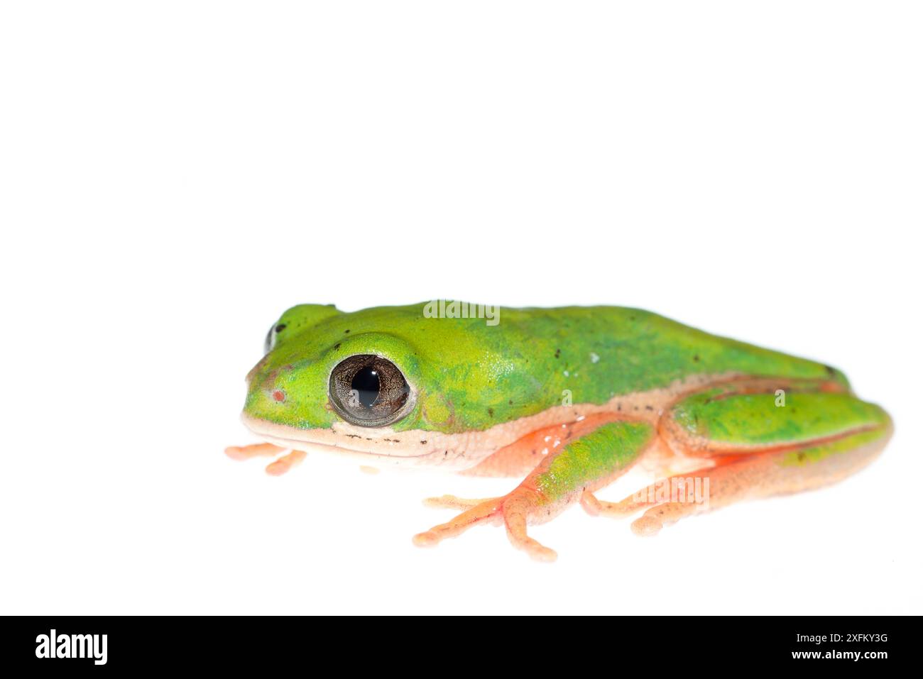 Orange-legged leaf frog (Phyllomedusa hypochondrialis) captive Stock ...