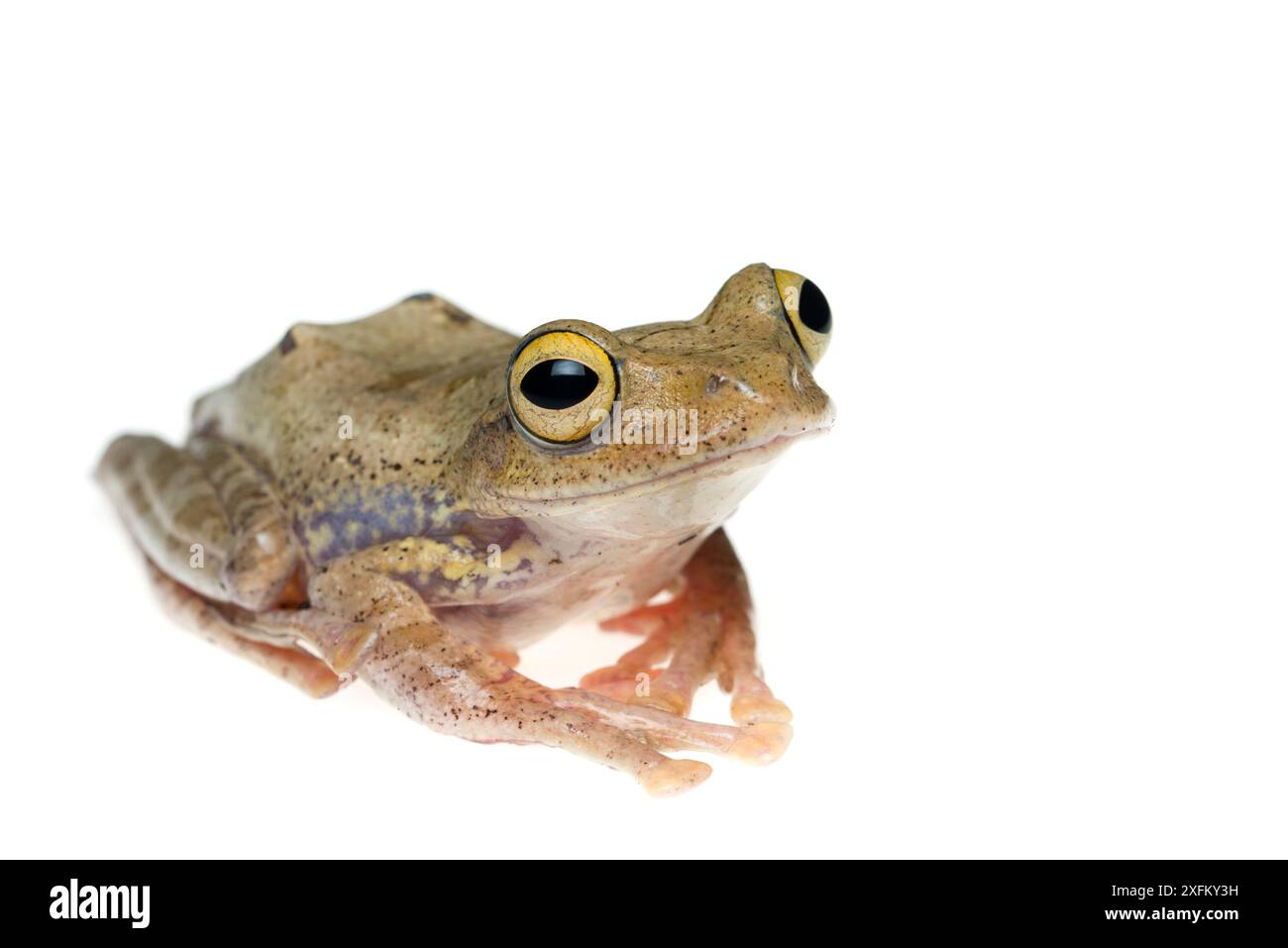 Harlequin tree frog (Rhacophorus pardalis) captive Stock Photo - Alamy