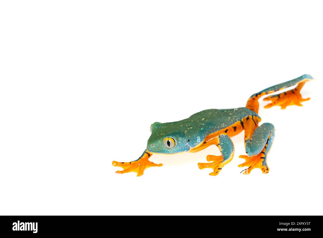 Splendid leaf frog (Cruziohyla calcarifer) crawling along, captive ...