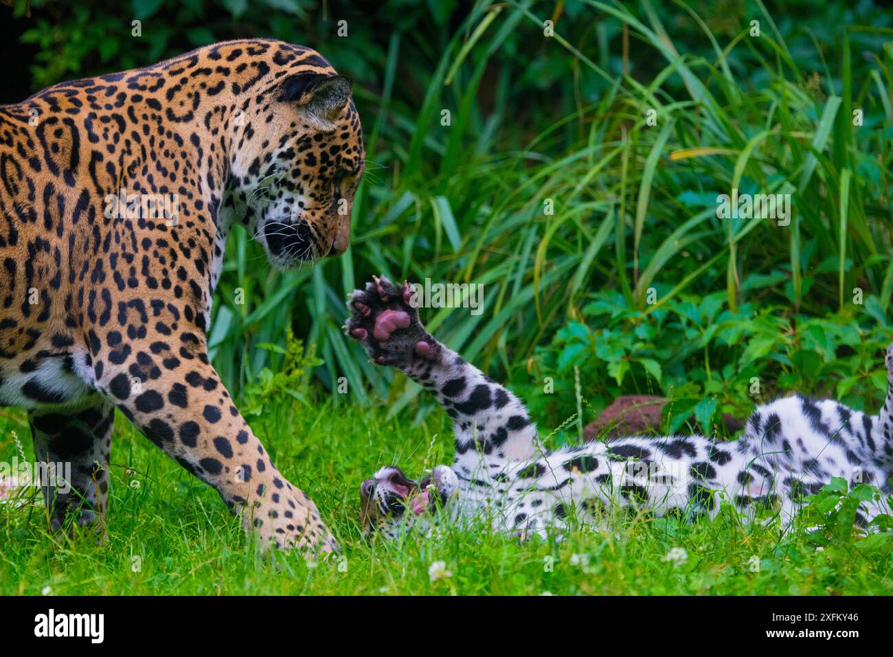Jaguar (Panthera onca) mother playing with four month old cub, native ...