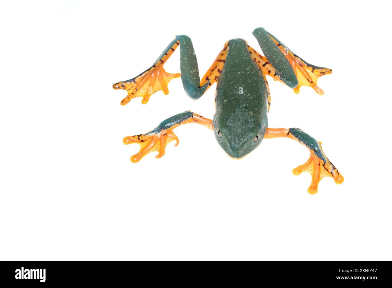 Splendid leaf frog (Cruziohyla calcarifer) overhead view, captive Stock ...