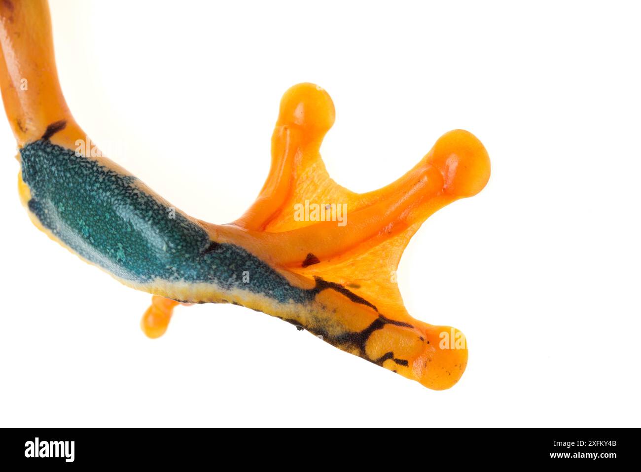 Splendid leaf frog (Cruziohyla calcarifer) foot detail, captive Stock ...