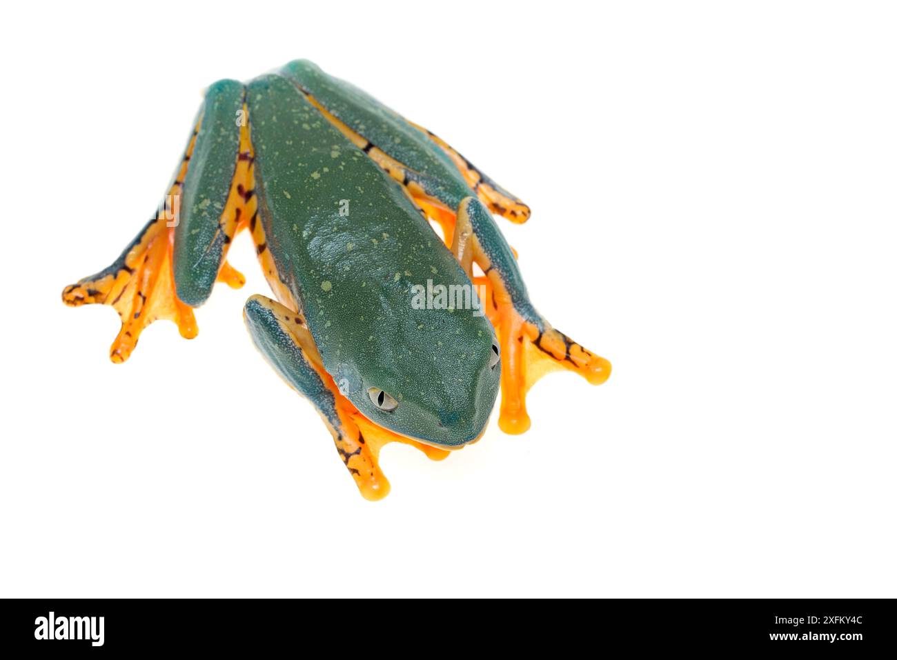 Splendid leaf frog (Cruziohyla calcarifer) overhead view, captive Stock ...