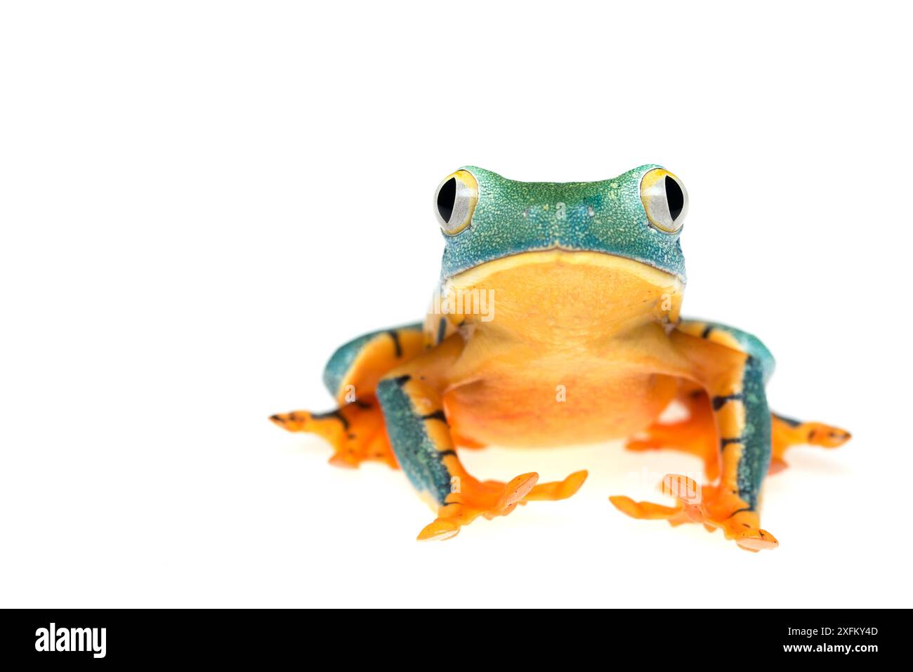 Splendid leaf frog (Cruziohyla calcarifer) captive Stock Photo - Alamy