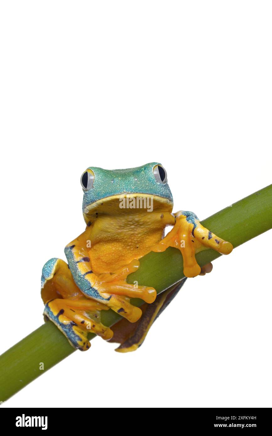 Splendid leaf frog (Cruziohyla calcarifer) captive Stock Photo - Alamy