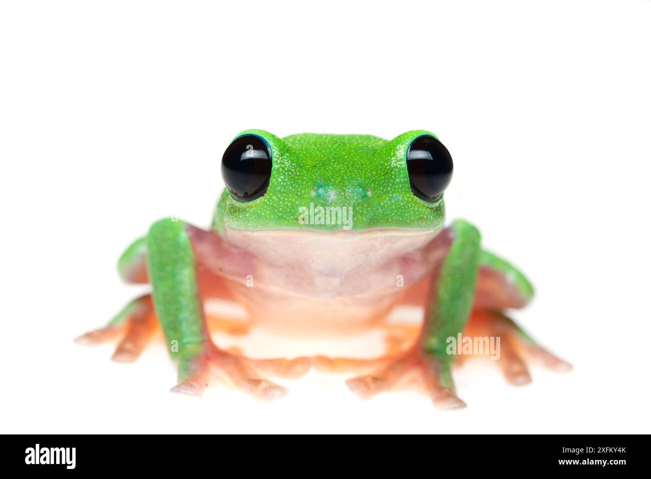 Morelet's tree frog (Agalychnis moreletii) captive Stock Photo - Alamy