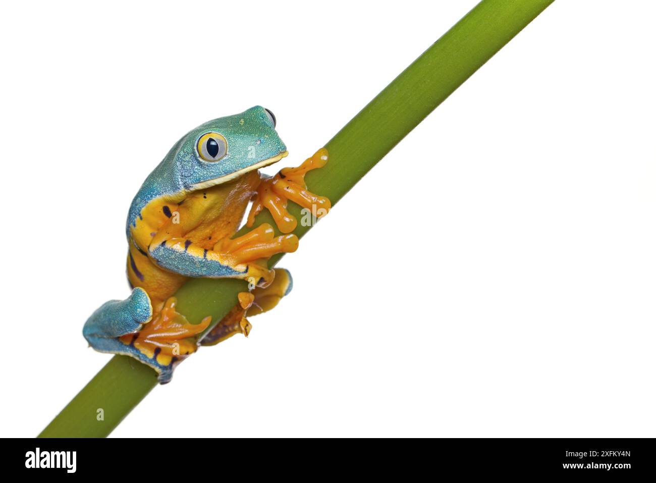 Splendid leaf frog (Cruziohyla calcarifer) captive Stock Photo - Alamy