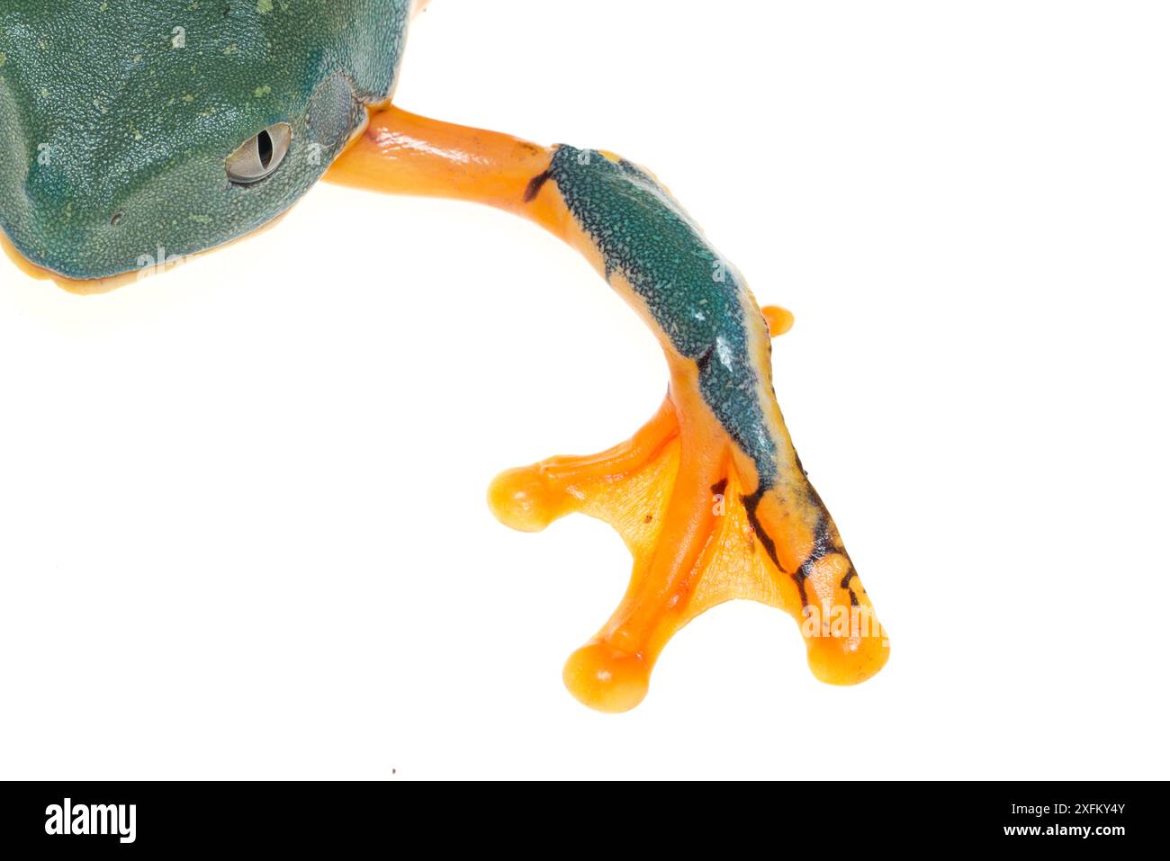 Splendid leaf frog (Cruziohyla calcarifer) leg and foot detail, captive ...