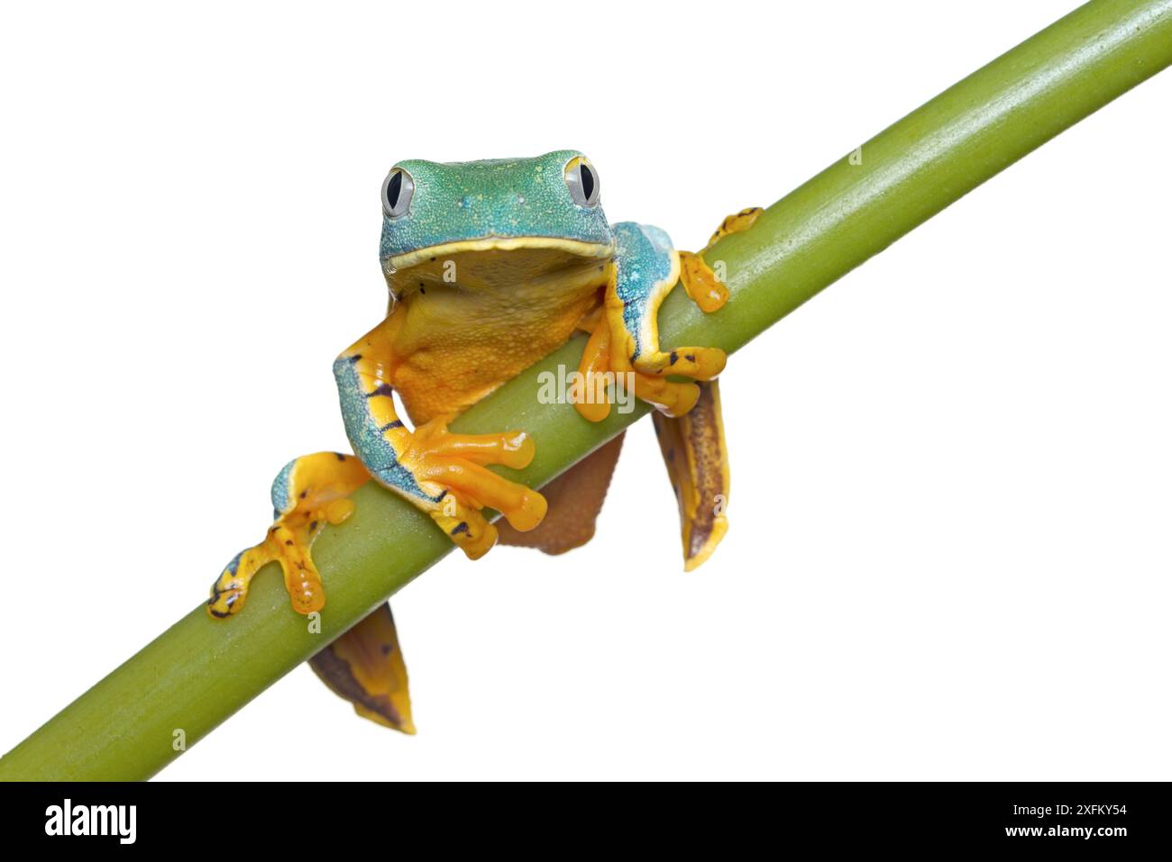 Splendid leaf frog (Cruziohyla calcarifer) captive Stock Photo - Alamy