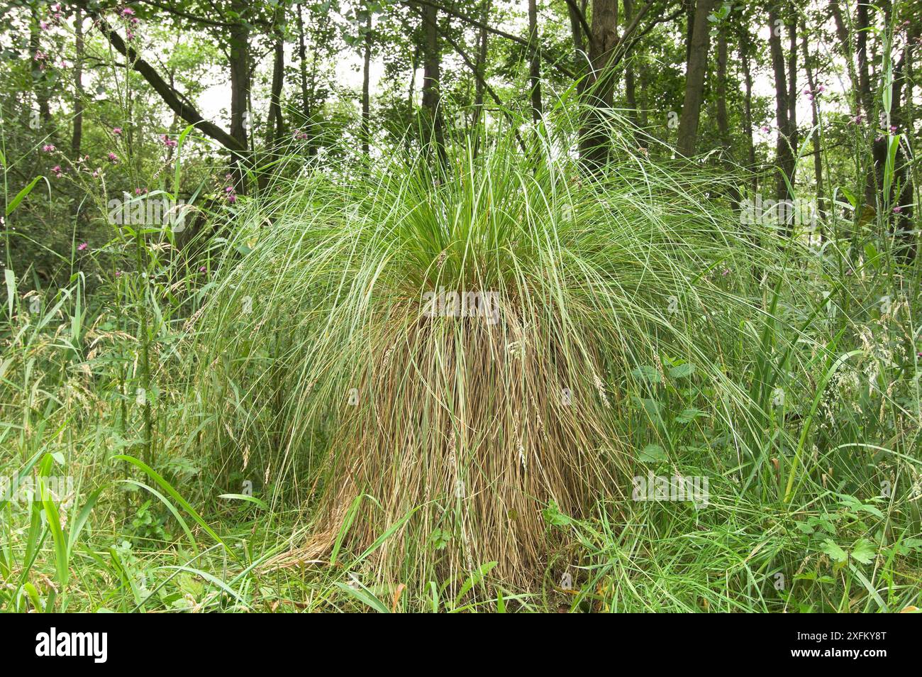 Greater tussock sedge carex paniculata hi-res stock photography and ...