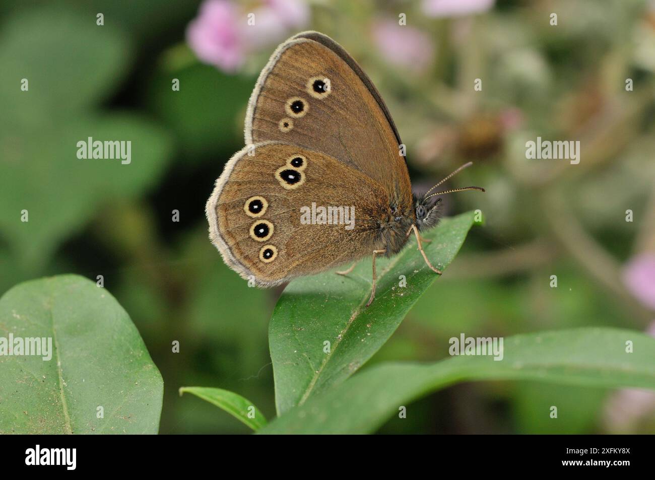 Ringlet butterfly (Aphantopus hyperantus) Norfolk, UK, July Stock Photo ...