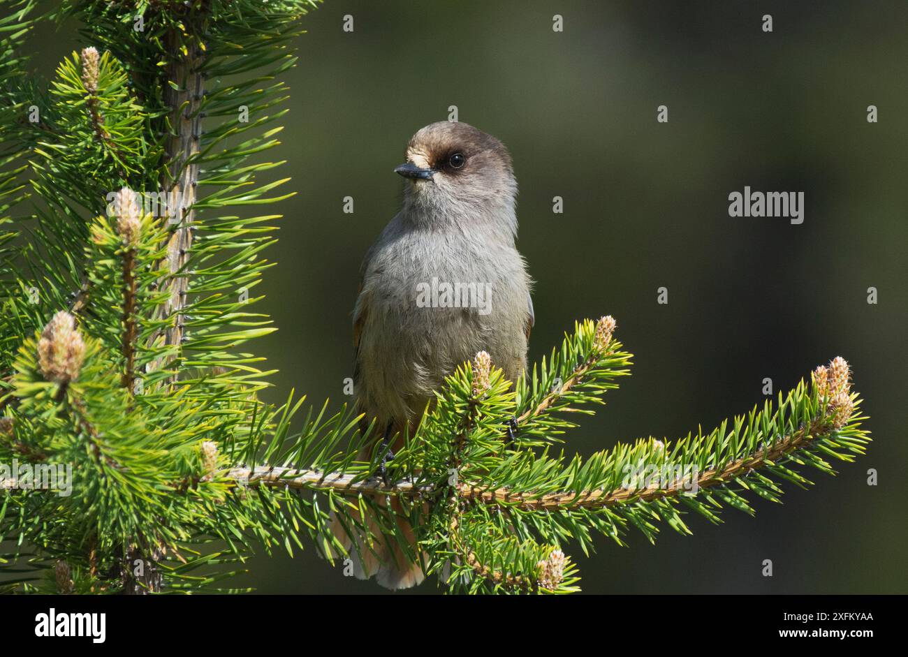 Siberian jay (Perisoreus infaustus) perched in a youg Scots Pine. Pokka ...